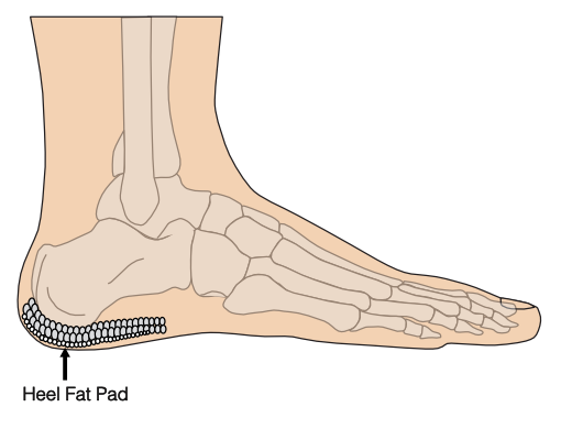 Pain in your heel - fat pad syndrome - Bradford District Care NHS ...